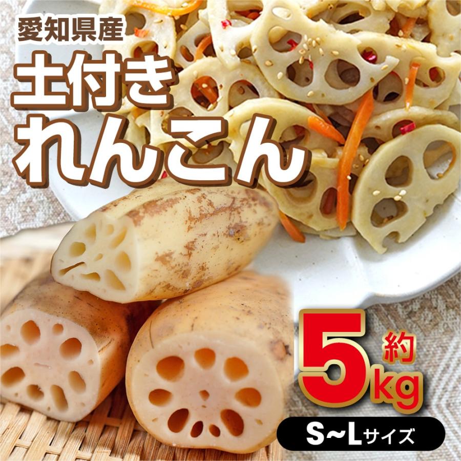土付きれんこん 上級品 愛知県産 約5kg S〜Lサイズ レンコン 蓮根 れんこん 大容量 特産品 上級 : うさマートYahoo!ショッピング店 - 通販 - Yahoo!ショッピング