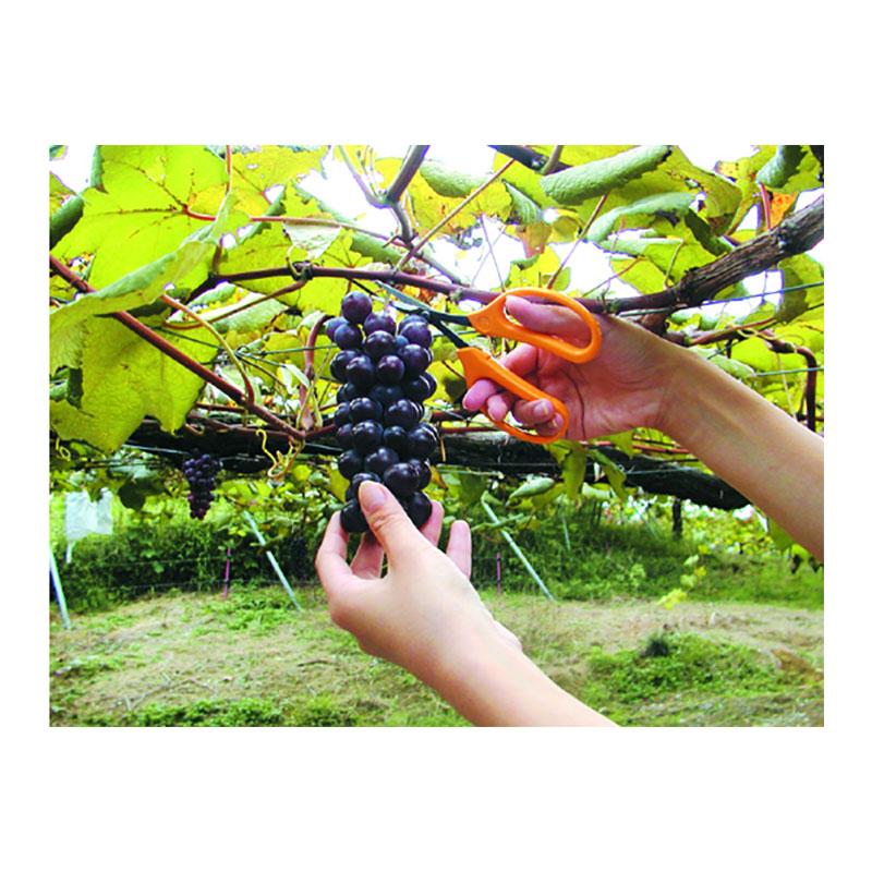 ぶどう鋏 デラックス 直刃 袋入り 320DX-T はさみ ハサミ 野菜 果樹 ARS アルス 福KD 送料無料 メール便 : プラスワイズホームセンター店 - 通販 - Yahoo!ショッピング