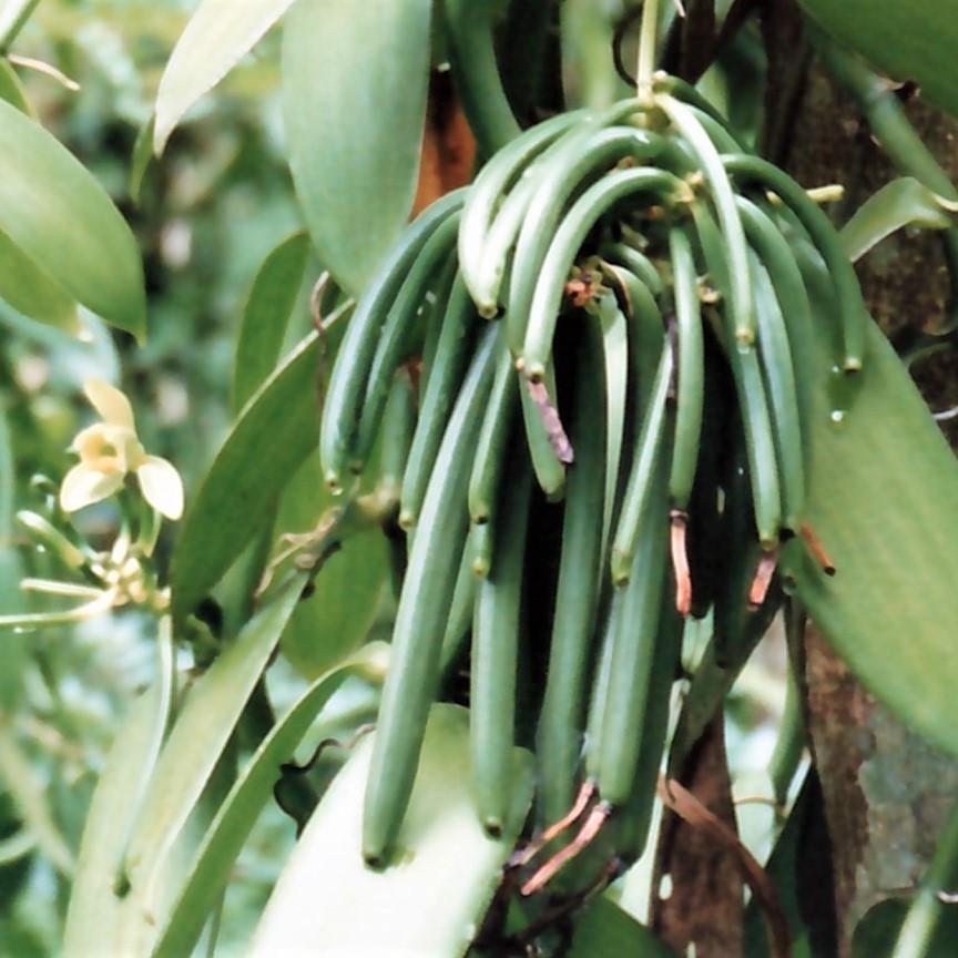 有機JAS 「オーガニック バニラビーンズ」ウガンダ産 50g : バニラshop Yahoo!店 - 通販 - Yahoo!ショッピング