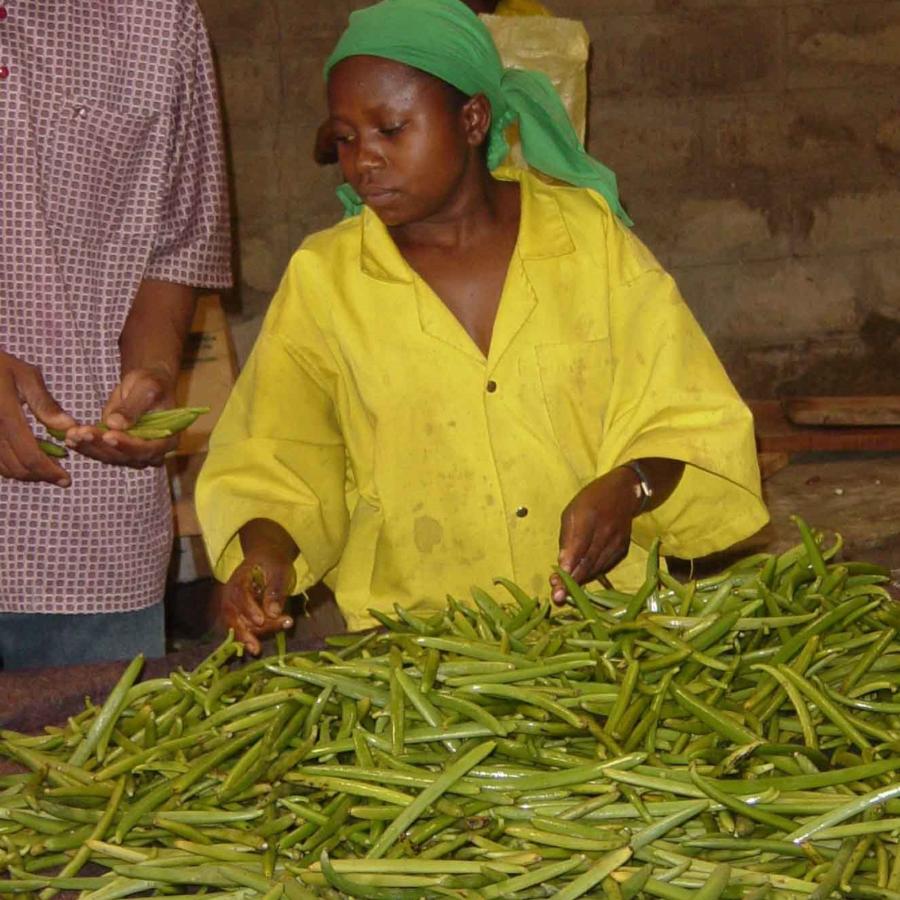 有機JAS 「オーガニック バニラビーンズ」ウガンダ産 50g : バニラshop Yahoo!店 - 通販 - Yahoo!ショッピング