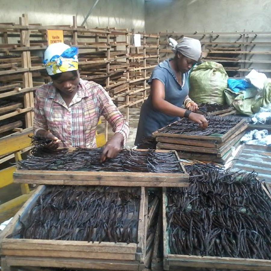 有機JAS 「オーガニック バニラビーンズ」ウガンダ産 50g : バニラshop Yahoo!店 - 通販 - Yahoo!ショッピング