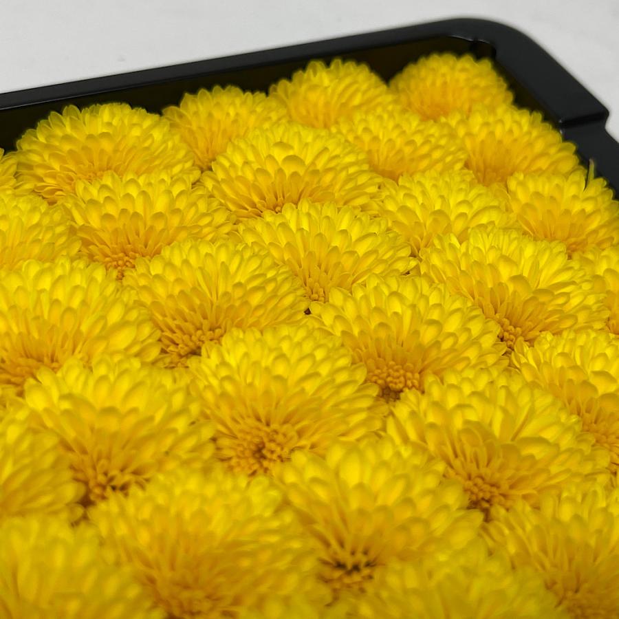 小菊 食用菊 つま : 高級フルーツ野菜問屋・五十嵐本店 - 通販 - Yahoo!ショッピング