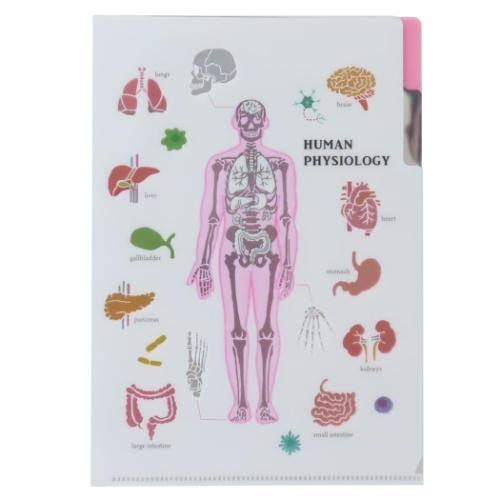 ポケットファイル A5ポケットクリアファイル STUDY HOLIC 人類生物学 Green Flash : 雑貨&アートの通販店 ベルコモン - 通販 - Yahoo!ショッピング