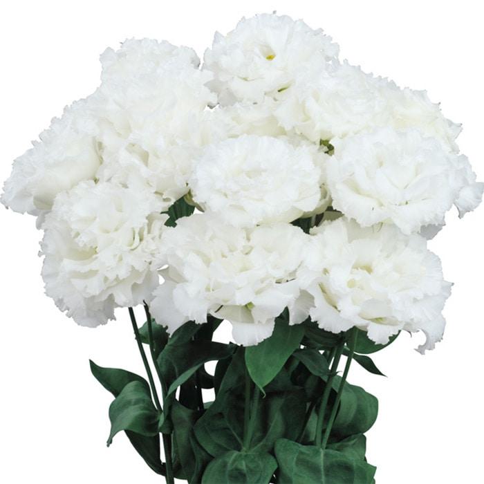 花の種（営利用）トルコギキョウ ユーストマ、リシアンサス メモリア（1型）ホワイト 1000粒 ペレット種子 サカタのタネ 種苗 : ベジタブルガーデン ハラダ - 通販 - Yahoo!ショッピング