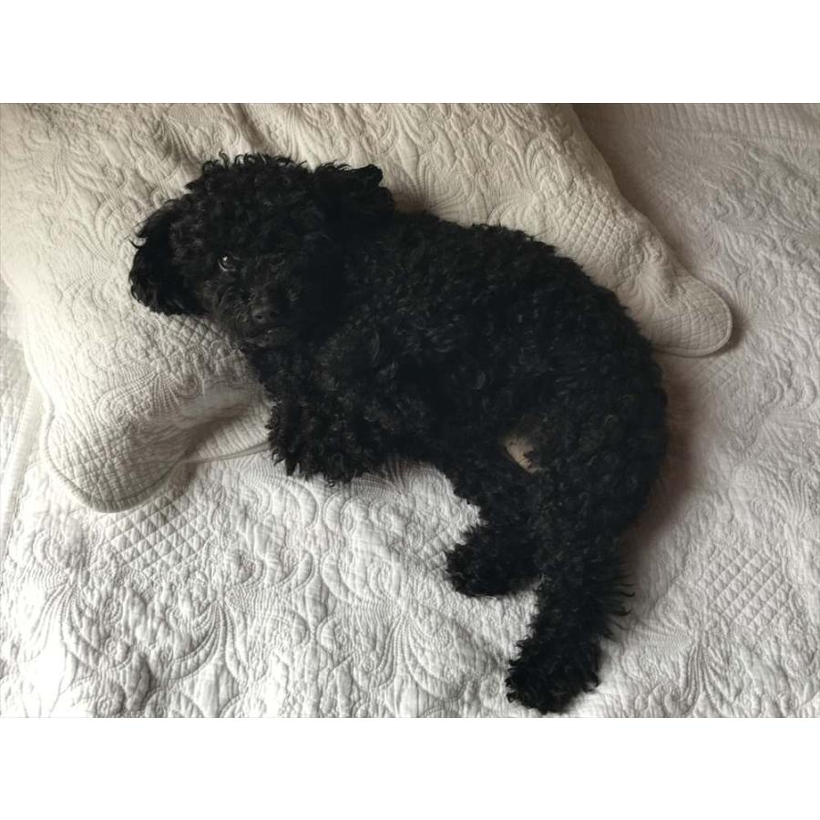 ホワイトキルト クッションカバー 45x45cm 北欧 洗える かわいい ギフト プレゼント : ヴィヴィアンヤフーショップ - 通販 - Yahoo!ショッピング