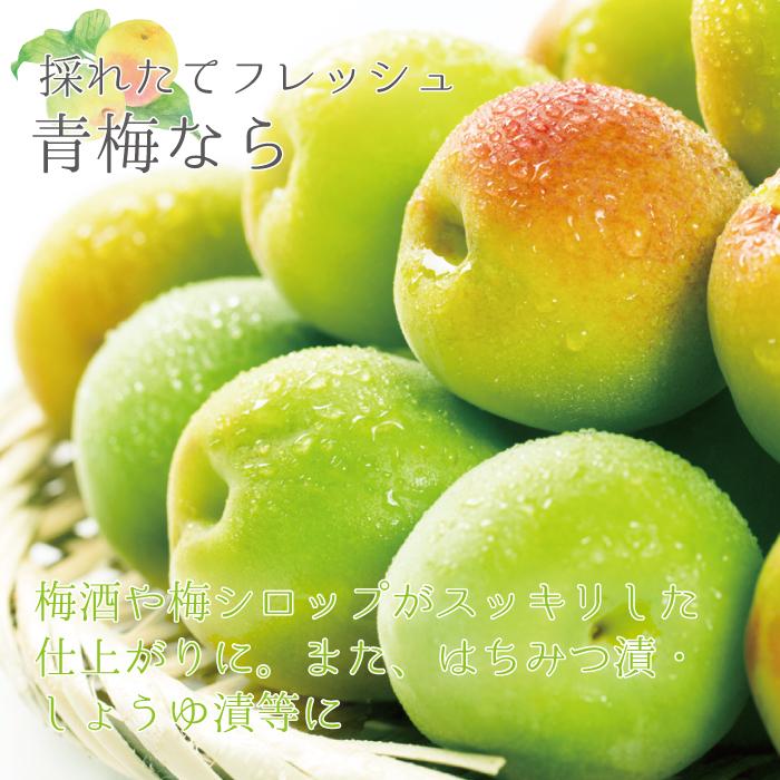 サイズ・熟度が選べる 】紀州 南高梅 2kg クール便 送料無料 青梅 梅 生梅 梅酒用 梅シロップ用 梅干し用 和歌山 みなべ 2L 3L 4L : 和歌山シトラスガーデン - 通販 ...
