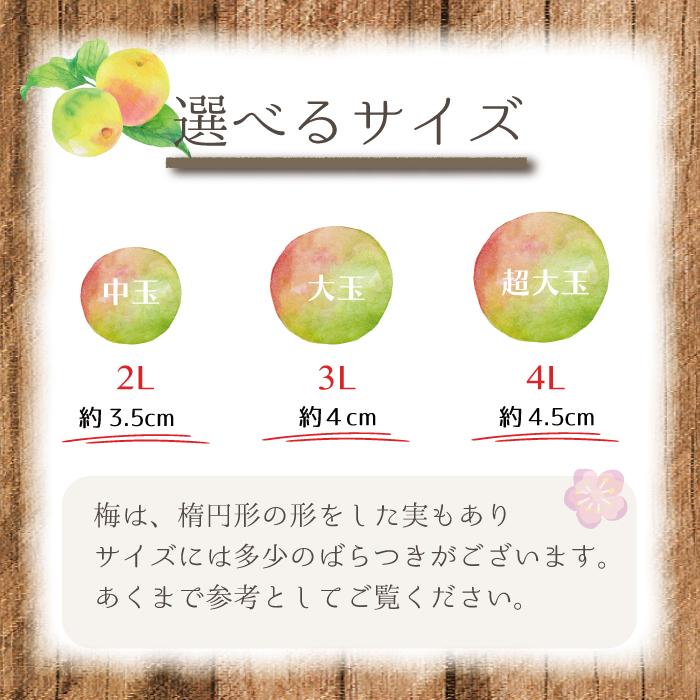 サイズ・熟度が選べる 】紀州 南高梅 2kg クール便 送料無料 青梅 梅 生梅 梅酒用 梅シロップ用 梅干し用 和歌山 みなべ 2L 3L 4L : 和歌山シトラスガーデン - 通販 ...