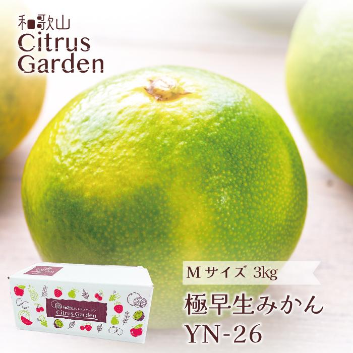極早生みかん YN26 【 訳あり M/Lサイズ 3kg】 送料無料 和歌山 紀南 温州 みかん 中玉 大玉 M L 糖度 濃厚 家庭用 シトラスガーデン : 和歌山シトラスガーデン - 通販 ...
