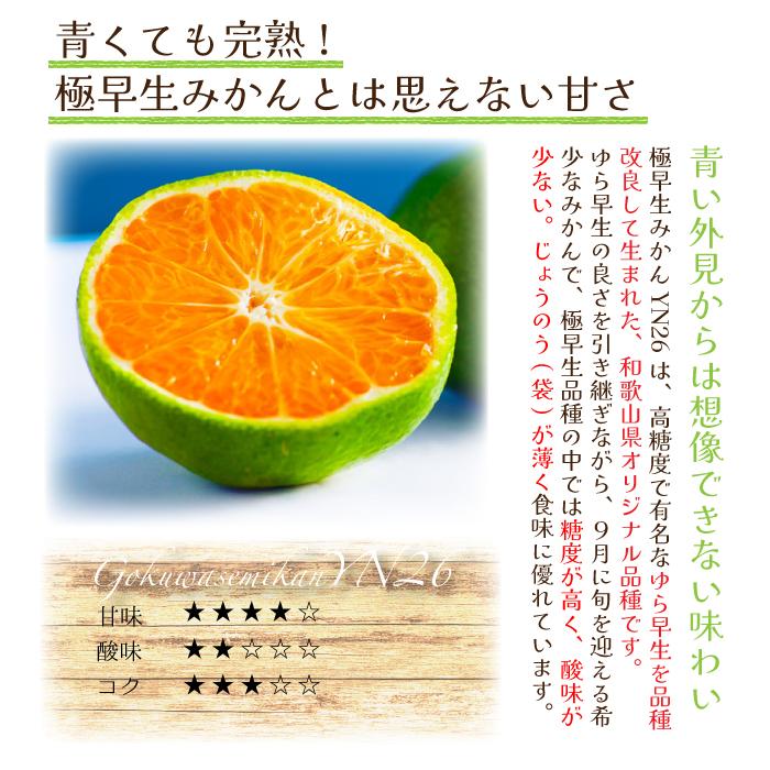 極早生みかん YN26 【 訳あり M/Lサイズ 3kg】 送料無料 和歌山 紀南 温州 みかん 中玉 大玉 M L 糖度 濃厚 家庭用 シトラスガーデン : 和歌山シトラスガーデン - 通販 ...