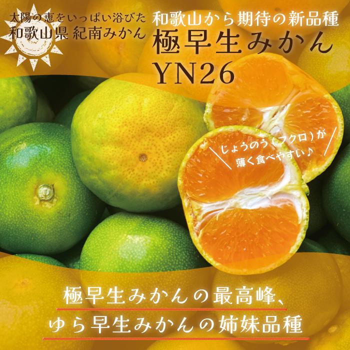 極早生みかん YN26【 SS/Sサイズ 3kg 】送料無料 和歌山 紀南 温州 みかん 小粒 SS S 小玉 糖度 濃厚 家庭用 シトラスガーデン : 和歌山シトラスガーデン - 通販 ...