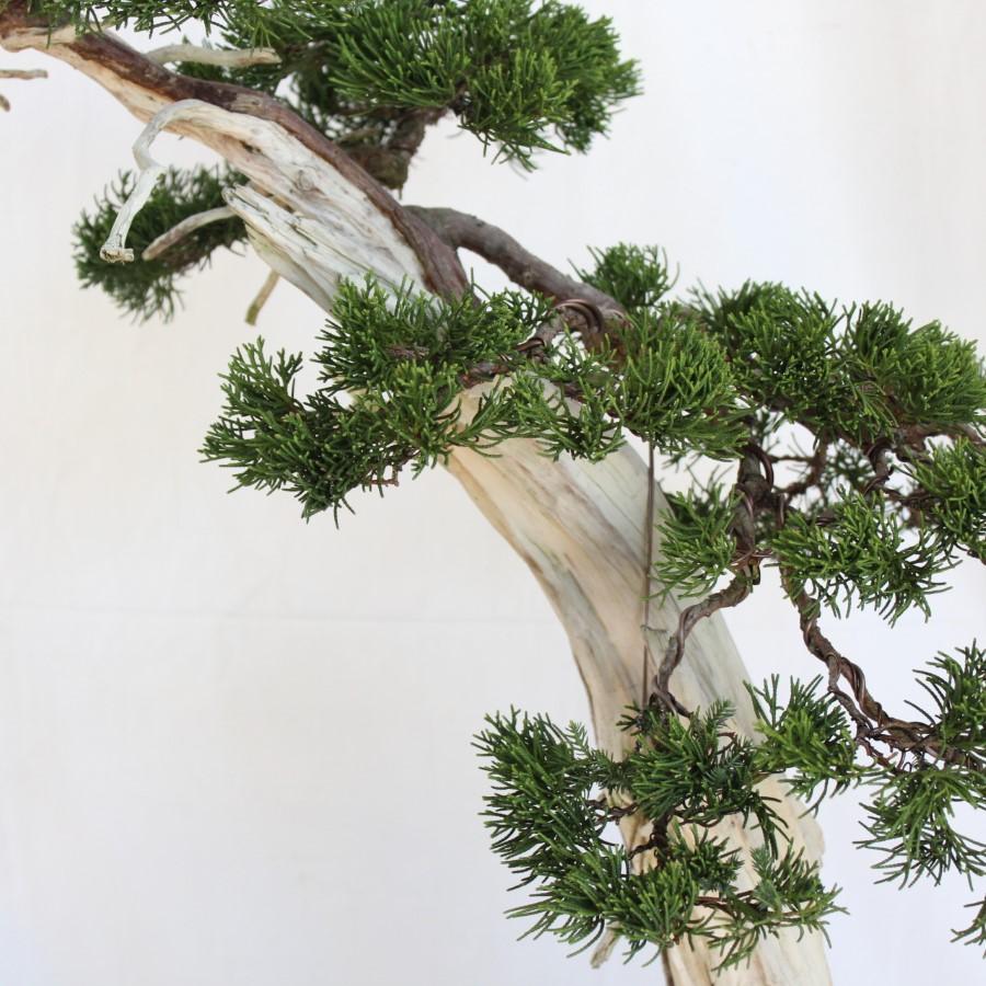 盆栽 真柏 シンパク 松の盆栽 bonsai 1点もの 現品限り :100310AI:盆栽ショップ わびさび Yahoo!店 - 通販 - Yahoo!ショッピング