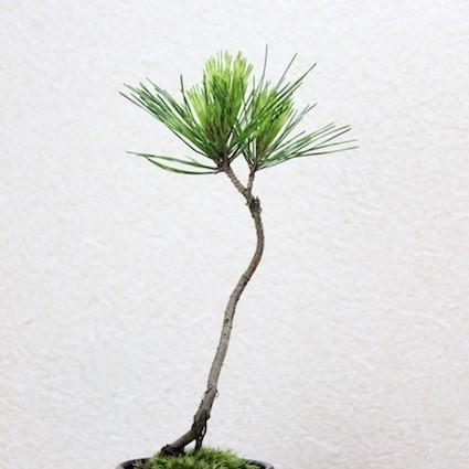 蛇の目松 ジャノメ松 小品盆栽 bonsai 送料無料 : 盆栽ショップ 蛇の目松 ジャノメ松 小品盆栽 bonsai 送料無料 : 盆栽ショップ