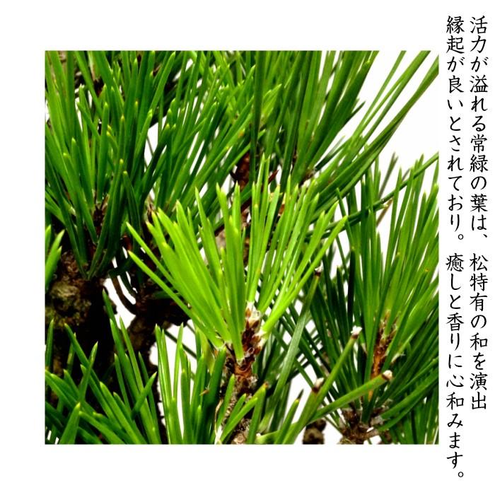 即日出荷 盆栽 松 樹齢7年 渾身の傑作 太幹 夢錦 錦松 極太幹 樹 即日出荷 盆栽 松 樹齢7年 渾身の傑作 太幹 夢錦 錦松 極太幹 樹