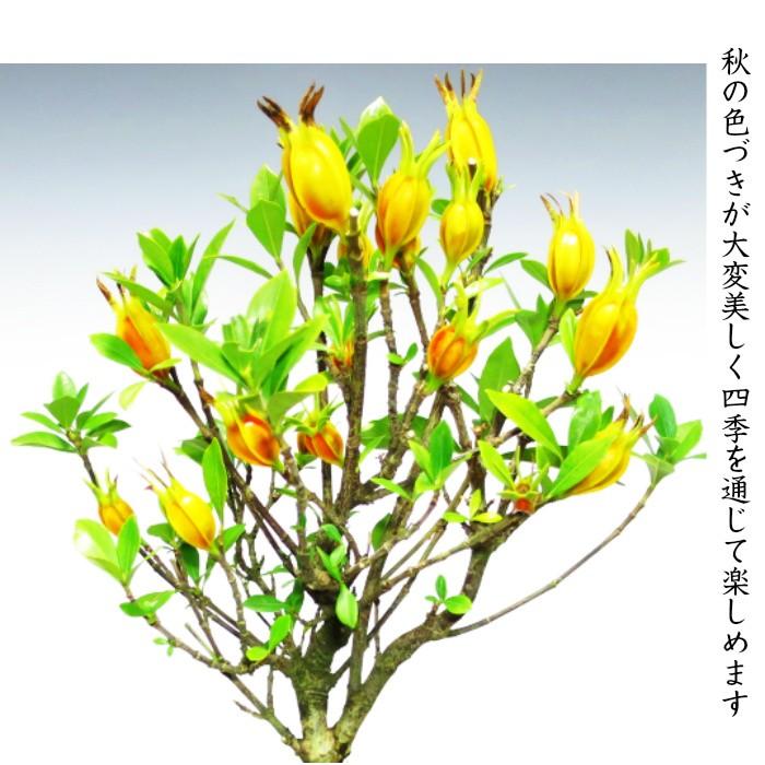 盆栽 クチナシ 室内 初心者 おしゃれ観葉 シンボルツリー 誕生日 盆栽 クチナシ 室内 初心者 おしゃれ観葉 シンボルツリー 誕生日