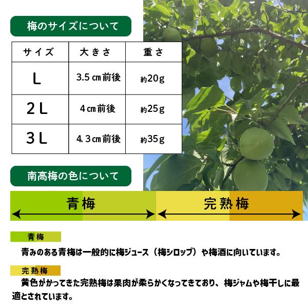 南高梅 3L以上 約1kg 青梅 梅シロップ 梅酒 和歌山県産 : 和歌山卸売市場どっとこむ - 通販 - Yahoo!ショッピング