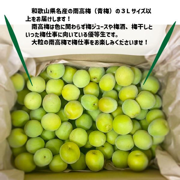 南高梅 3L以上 約4kg 青梅 梅シロップ 梅酒 和歌山県産 : 和歌山卸売市場どっとこむ - 通販 - Yahoo!ショッピング