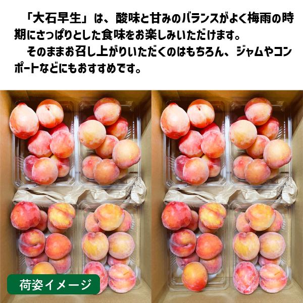 和歌山県産 すもも 大石早生 約4kg (約500g×8パック ) 2Lサイズ以上 2L 3Lサイズ プラム スモモ : 和歌山卸売市場どっとこむ - 通販 - Yahoo!ショッピング