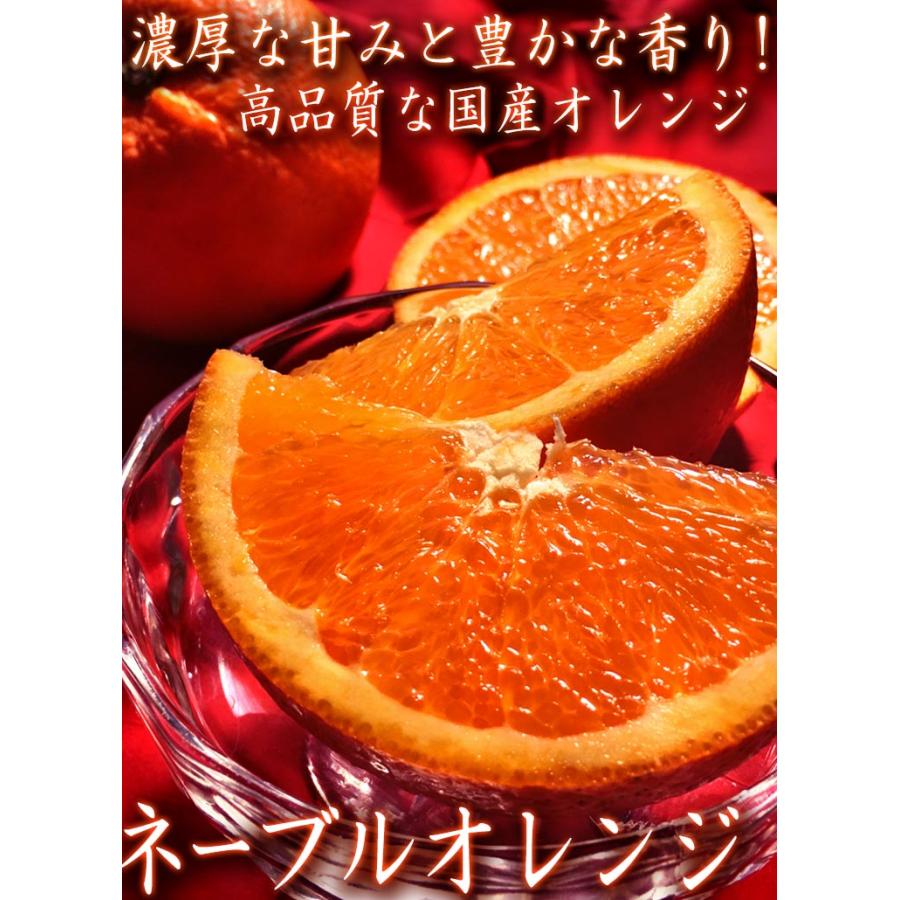 国産ネーブルオレンジ 約5kg L〜4Lサイズ 和歌山県・広島県産 甘い香りと抜群の味！種無しの果肉に濃厚な果汁 : 産地から玄関へ - 通販 - Yahoo!ショッピング