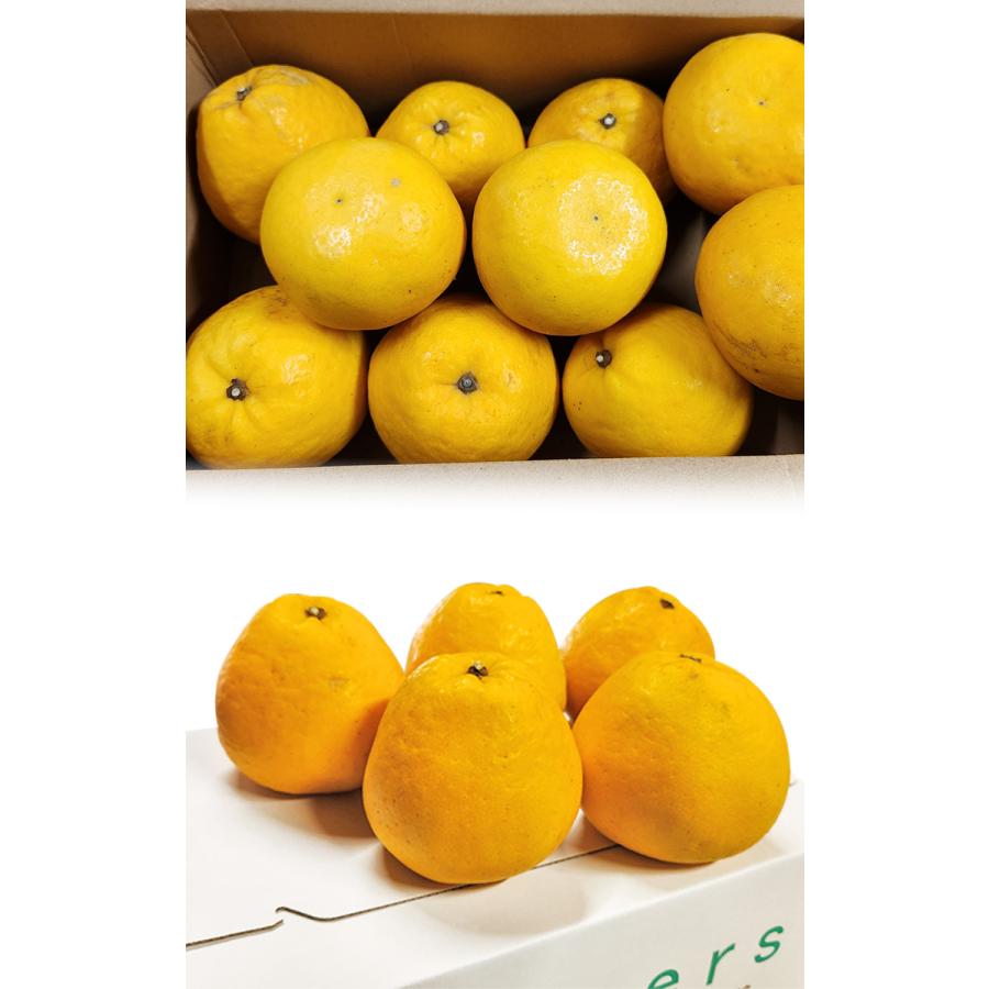 宇和ゴールド 河内晩柑 約2kg M〜3Lサイズ 愛媛県産 秀品〜優品 豊富な果汁を湛えた和製グレープフルーツ！ : 産地から玄関へ - 通販 - Yahoo!ショッピング