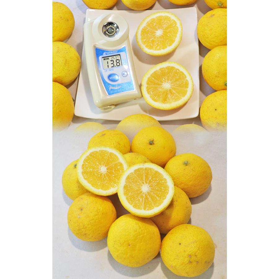 黄金柑 約5kg 愛媛県産 3S~M 口の中で広がる香りと甘味！ちび玉の新感覚シトラス (ゴールデンオレンジ) : 産地から玄関へ - 通販 - Yahoo!ショッピング