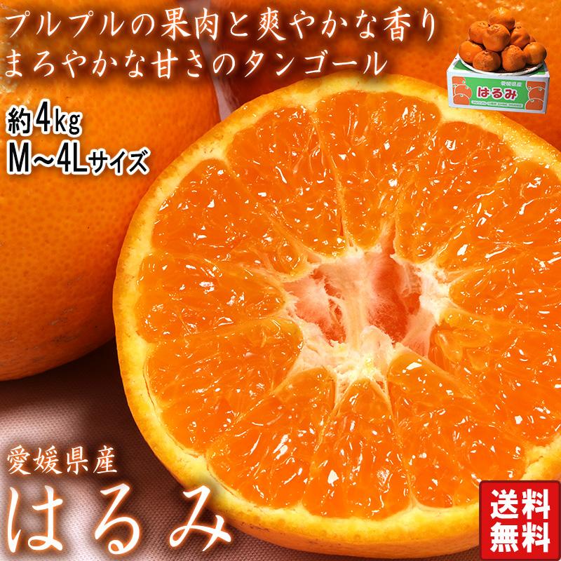 はるみ 約5kg M〜4Lサイズ 愛媛県産 個人農家産 プチプチの食感と食べ易さ！爽やかな甘さと風味 : 3374585 : 産地から玄関へ - 通販 - Yahoo!ショッピング