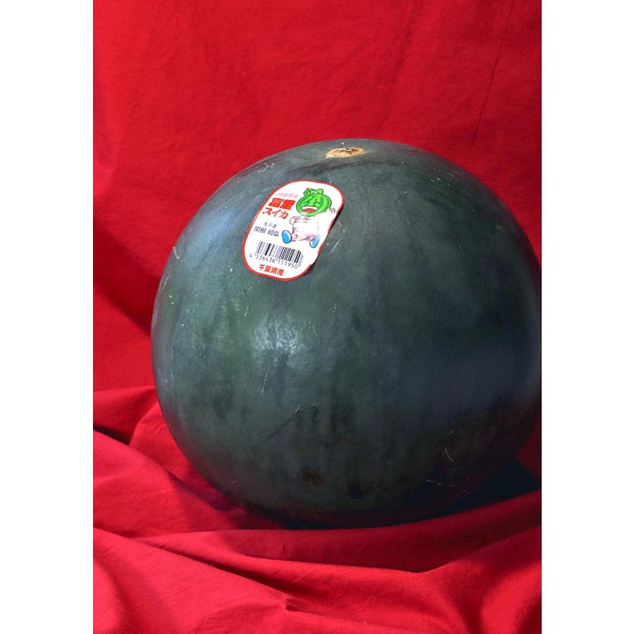 ゴールデンジャック 種無しクリーム西瓜 約7〜9kg 2〜3Lサイズ 大玉1玉 贈答規格 黒い果皮に豊かな甘み！希少なたねなし黄色スイカ : 産地から玄関へ - 通販 - Yahoo!ショッピング