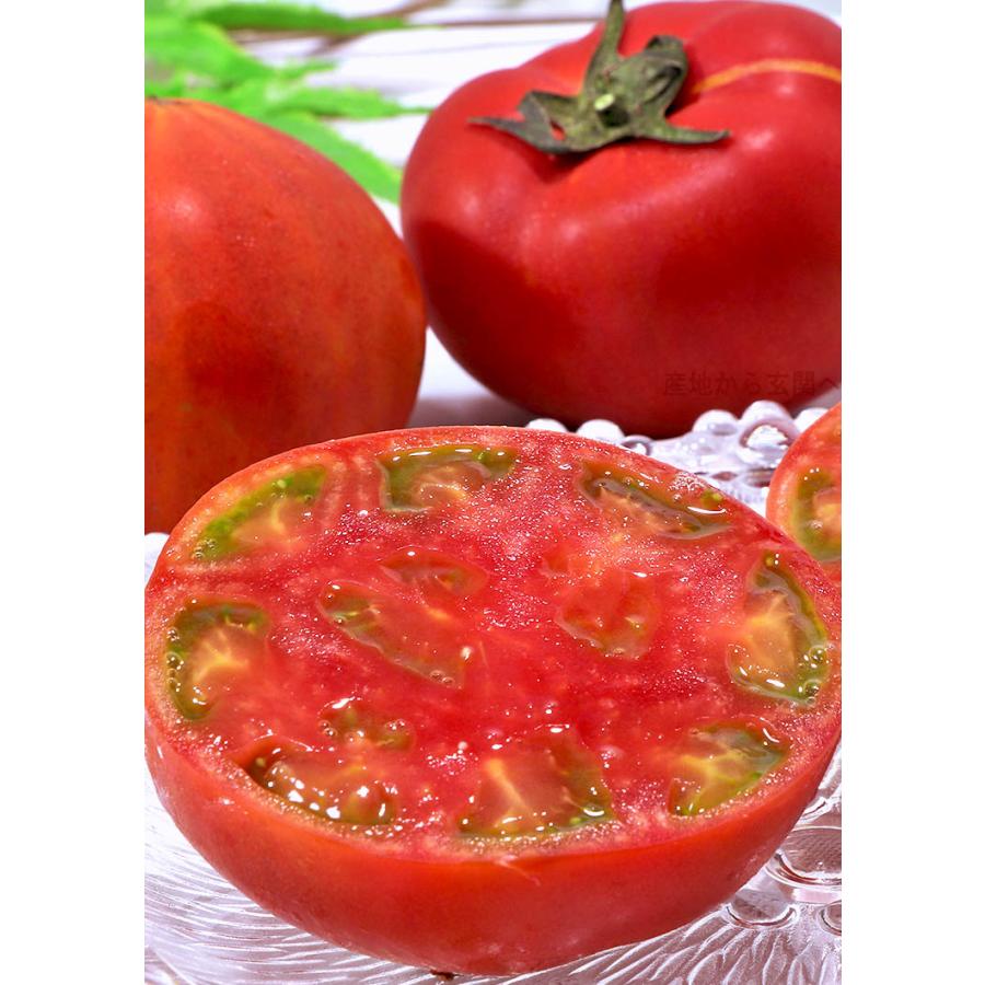 不知火フルーツトマト 約1.8kg 16〜20玉 熊本県産 トマトの本場で育てた甘み豊かな国産野菜！ : 7464121 : 産地から玄関へ - 通販 - Yahoo!ショッピング