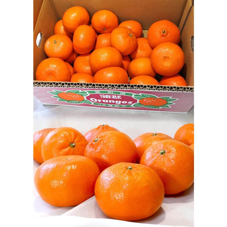 蒲郡れいこう 麗紅タンゴール 8〜14玉 約2.5kg M〜2Lサイズ 愛知県産 贈答規格 JA蒲郡市にて厳選した高級柑橘！高い糖度と美しい果皮のギフトフルーツ : 産地から玄関へ - 通販 ...