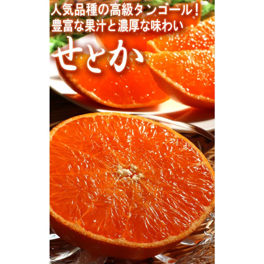 せとか 温室栽培 約3kg 8〜12玉入り 佐賀県産 贈答品 化粧箱入り 高級タンゴールの代表品種！とろけるような果肉と濃厚な甘みの柑橘 : 7488532 : 産地から玄関へ - 通販 ...