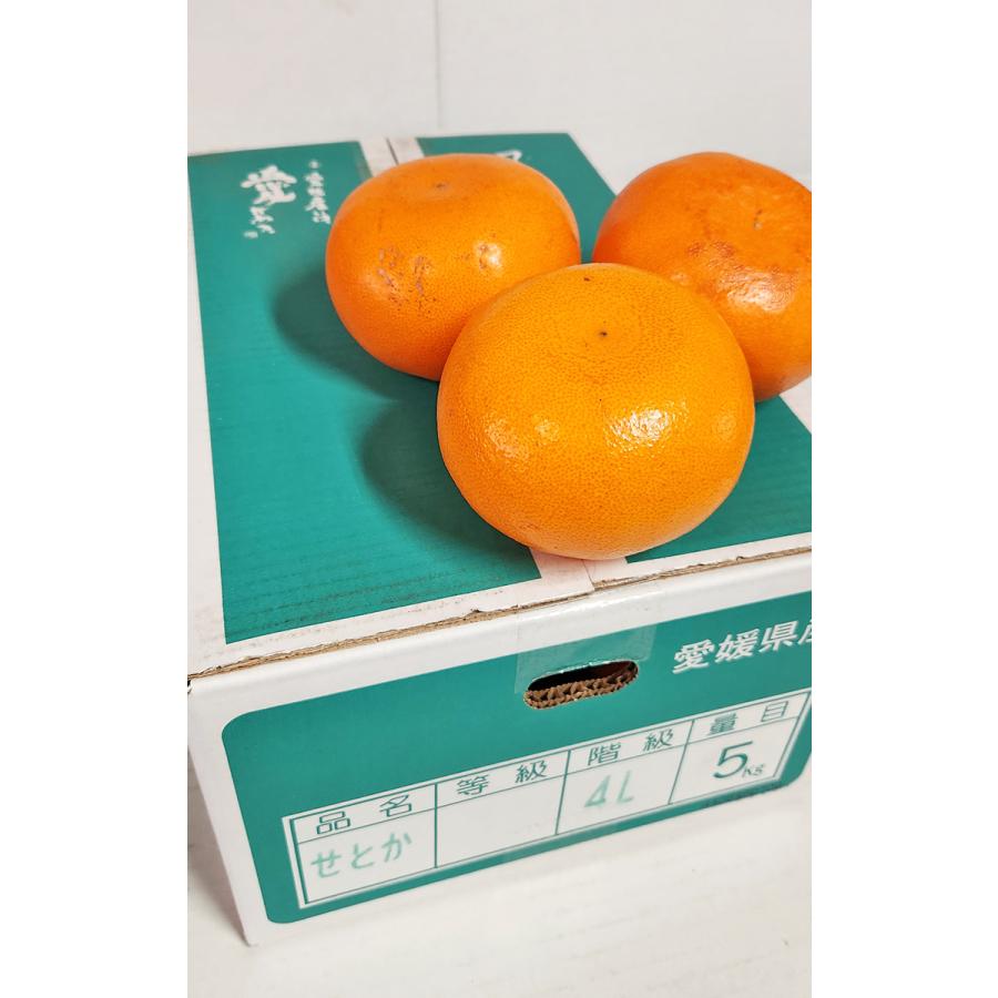 愛媛産 せとか 約2kg 4〜6玉 2L〜4Lサイズ 大玉中心 秀品 フルーツ 果物 くだもの 果実 青果 食品 箱買い 蜜柑 温州みかん 柑橘類 かんきつ デザート 冬ギフト : 産地から ...