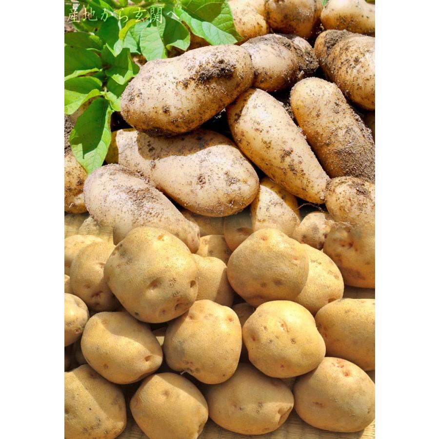 じゃがいも 男爵・とうや中心 約10kg M〜3Lサイズ 千葉・茨城県産 大容量 様々なお料理に使えるお得な国産野菜！ : 産地から玄関へ - 通販 - Yahoo!ショッピング