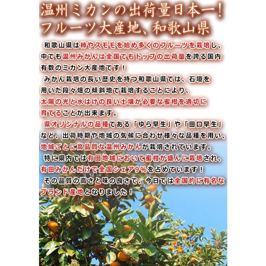田村みかん 厳選有田ミカン 約10kg 3Lサイズ 大玉 和歌山県産 贈答規格 湯浅町産限定 甘み豊かなブランド蜜柑！最高峰の産地で育てた抜群の味 : 9909211 : 産地から玄関へ ...