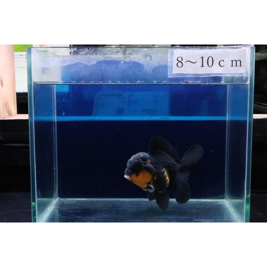 ＜WF12＞タイ産 オランダシシガシラ トリカラー ローズテール : ウォーターフラップヤフー店 - 通販 - Yahoo!ショッピング