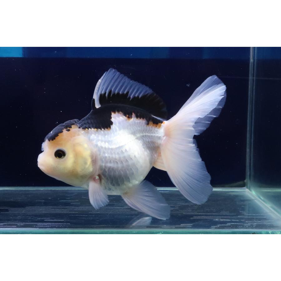 ＜WF19＞タイ産 オランダシシガシラ パンダ ローズテール : ウォーターフラップヤフー店 - 通販 - Yahoo!ショッピング