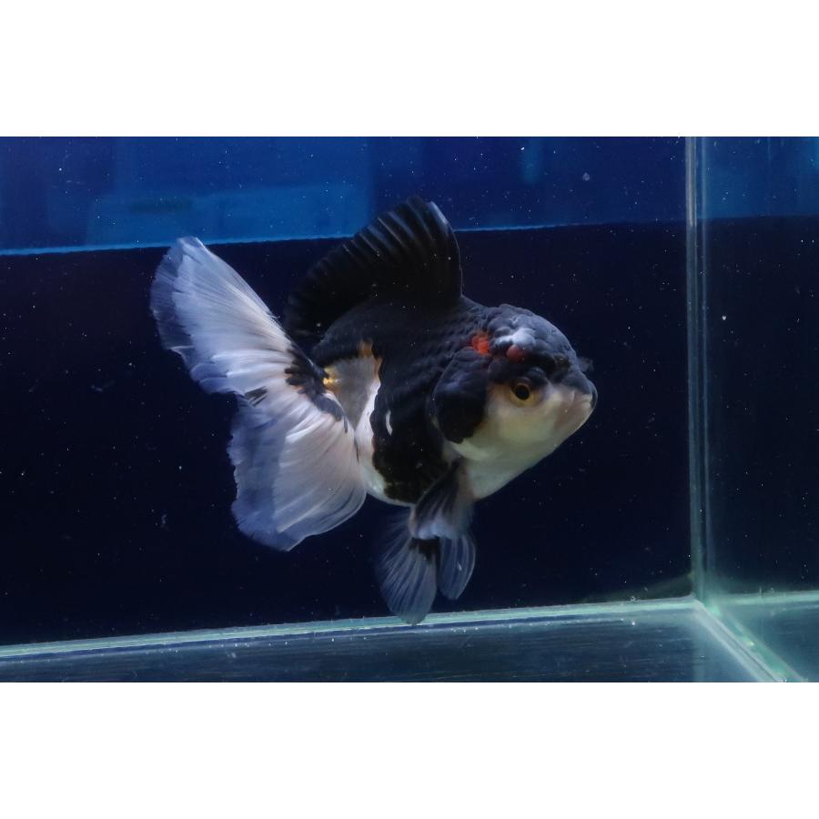 ＜WF8＞タイ産 オランダシシガシラ パンダ ローズテール : ウォーターフラップヤフー店 - 通販 - Yahoo!ショッピング