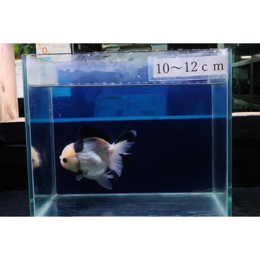 ＜WF9＞タイ産 オランダシシガシラ パンダ ローズテール : ウォーターフラップヤフー店 - 通販 - Yahoo!ショッピング