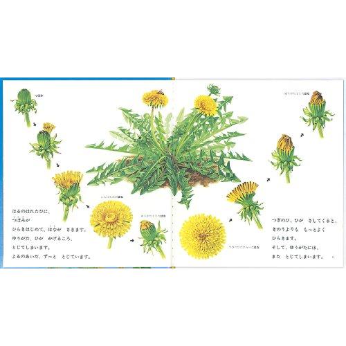 たんぽぽ (かがくのとも絵本) : White Wings2 - 通販 - Yahoo!ショッピング