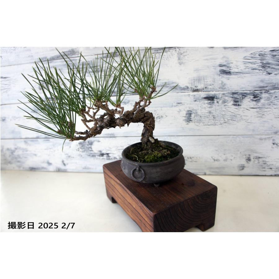 盆栽 『黒松』 和風 インテリア 園芸 ガーデニング おしゃれ 雑貨 オブジェ 観葉植物 庭 趣味 鉢 b046 : WOOD DROPS - 通販 - Yahoo!ショッピング