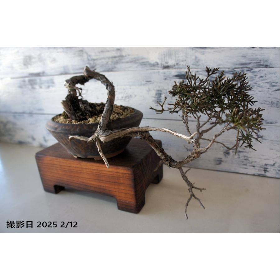 盆栽 『真柏』 和風 インテリア 園芸 ガーデニング おしゃれ 雑貨 オブジェ 観葉植物 庭 趣味 鉢 b058 : WOOD DROPS - 通販 - Yahoo!ショッピング