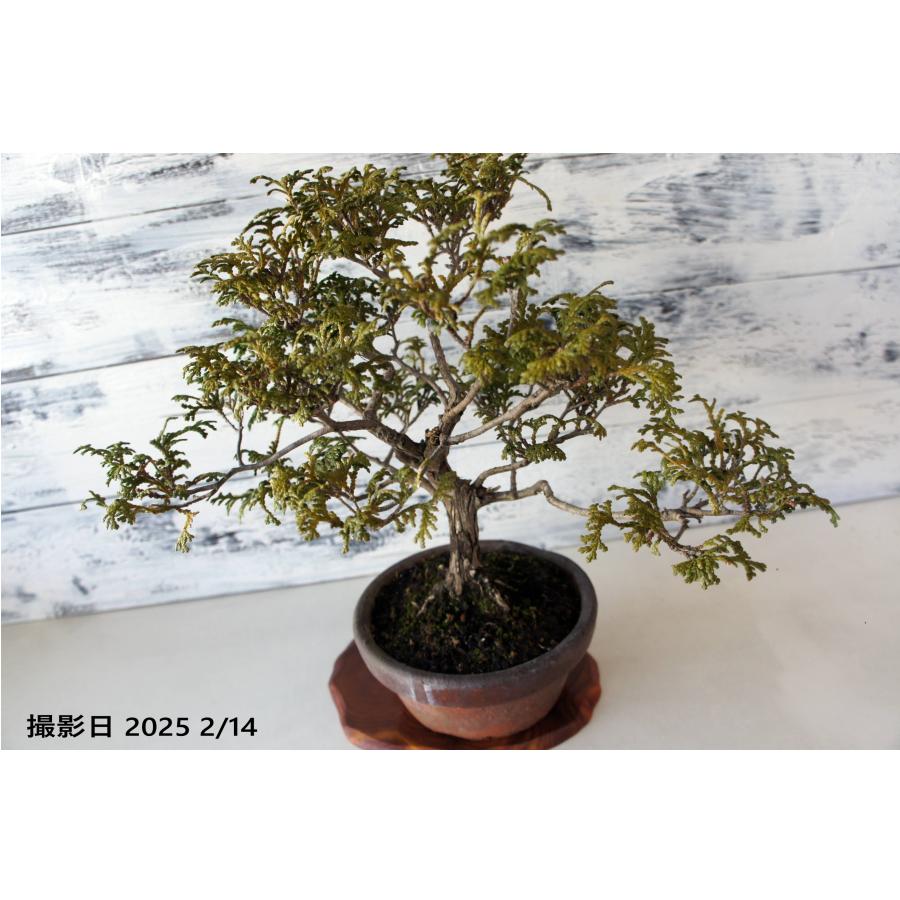 盆栽 『ヒノキ』 和風 インテリア 園芸 ガーデニング おしゃれ 雑貨 オブジェ 観葉植物 庭 趣味 鉢 b060 : WOOD DROPS - 通販 - Yahoo!ショッピング