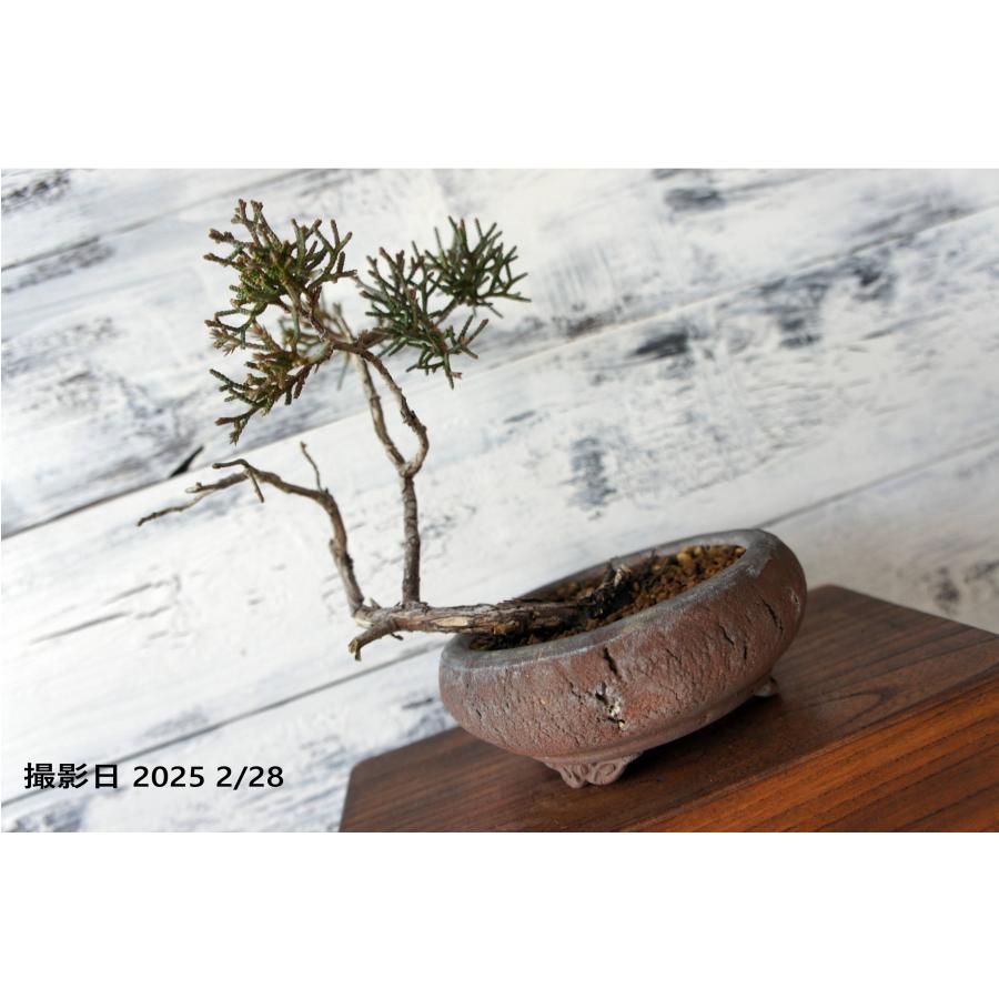 盆栽 『真柏』 和風 インテリア 園芸 ガーデニング おしゃれ 雑貨 オブジェ 観葉植物 庭 趣味 鉢 b078 : WOOD DROPS - 通販 - Yahoo!ショッピング