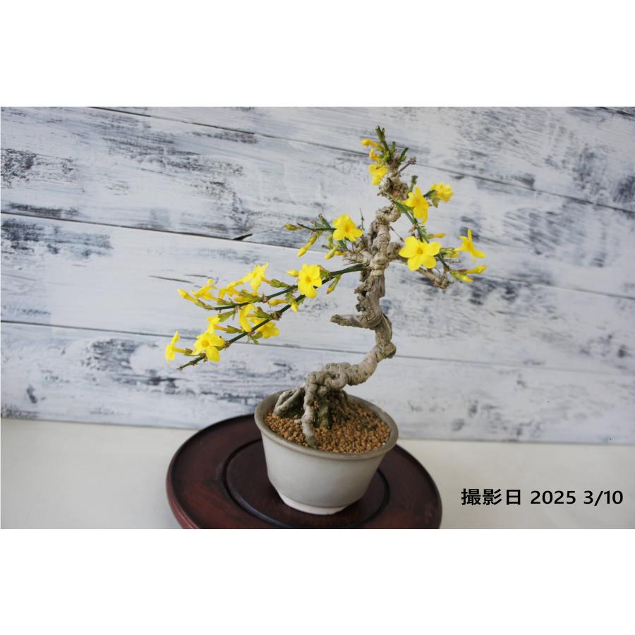 盆栽 『黄梅』 和風 インテリア 花 春 園芸 ガーデニング おしゃれ 雑貨 オブジェ 観葉植物 庭 趣味 鉢 b079 : WOOD DROPS - 通販 - Yahoo!ショッピング