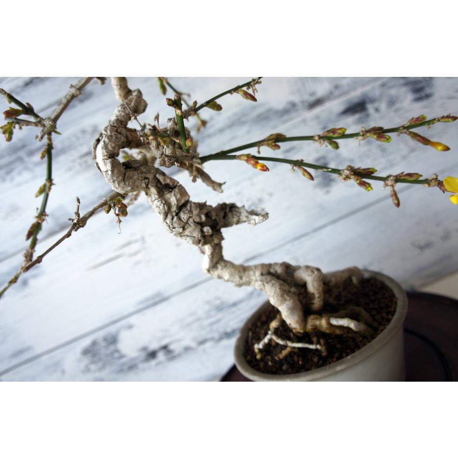 盆栽 『黄梅』 和風 インテリア 花 春 園芸 ガーデニング おしゃれ 雑貨 オブジェ 観葉植物 庭 趣味 鉢 b079 : WOOD DROPS - 通販 - Yahoo!ショッピング