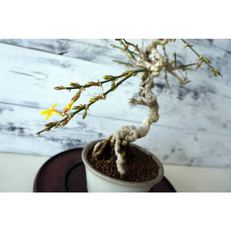 盆栽 『黄梅』 和風 インテリア 花 春 園芸 ガーデニング おしゃれ 雑貨 オブジェ 観葉植物 庭 趣味 鉢 b079 : WOOD DROPS - 通販 - Yahoo!ショッピング