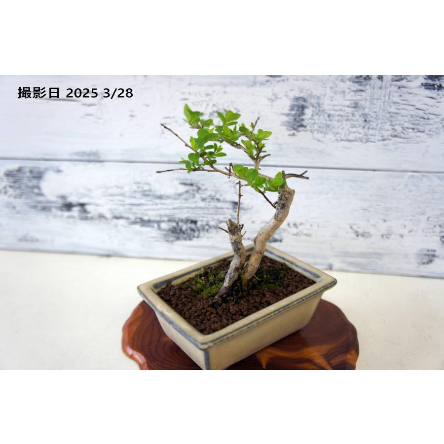 盆栽 『サルスベリ』 百日紅 和風 インテリア 花 春 園芸 ガーデニング おしゃれ 雑貨 オブジェ 観葉植物 庭 趣味 鉢 b097 : WOOD DROPS - 通販 - Yahoo!ショッピング