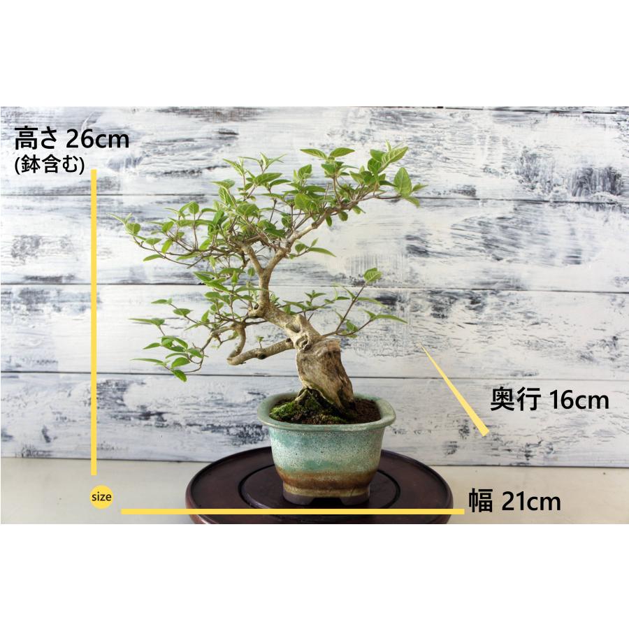 盆栽 『ニオイカエデ』 紅葉 和風 インテリア 春 園芸 ガーデニング おしゃれ 雑貨 オブジェ 観葉植物 庭 趣味 鉢 b105 : WOOD DROPS - 通販 - Yahoo!ショッピング