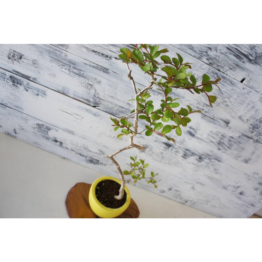 盆栽 『サルスベリ』 紅葉 和風 インテリア 春 園芸 ガーデニング おしゃれ 雑貨 オブジェ 観葉植物 庭 趣味 鉢 b106 : WOOD DROPS - 通販 - Yahoo!ショッピング