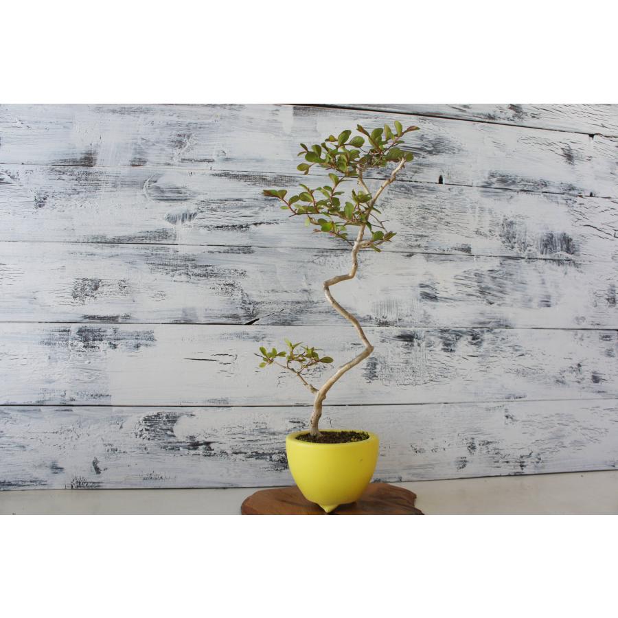 盆栽 『サルスベリ』 紅葉 和風 インテリア 春 園芸 ガーデニング おしゃれ 雑貨 オブジェ 観葉植物 庭 趣味 鉢 b106 : WOOD DROPS - 通販 - Yahoo!ショッピング