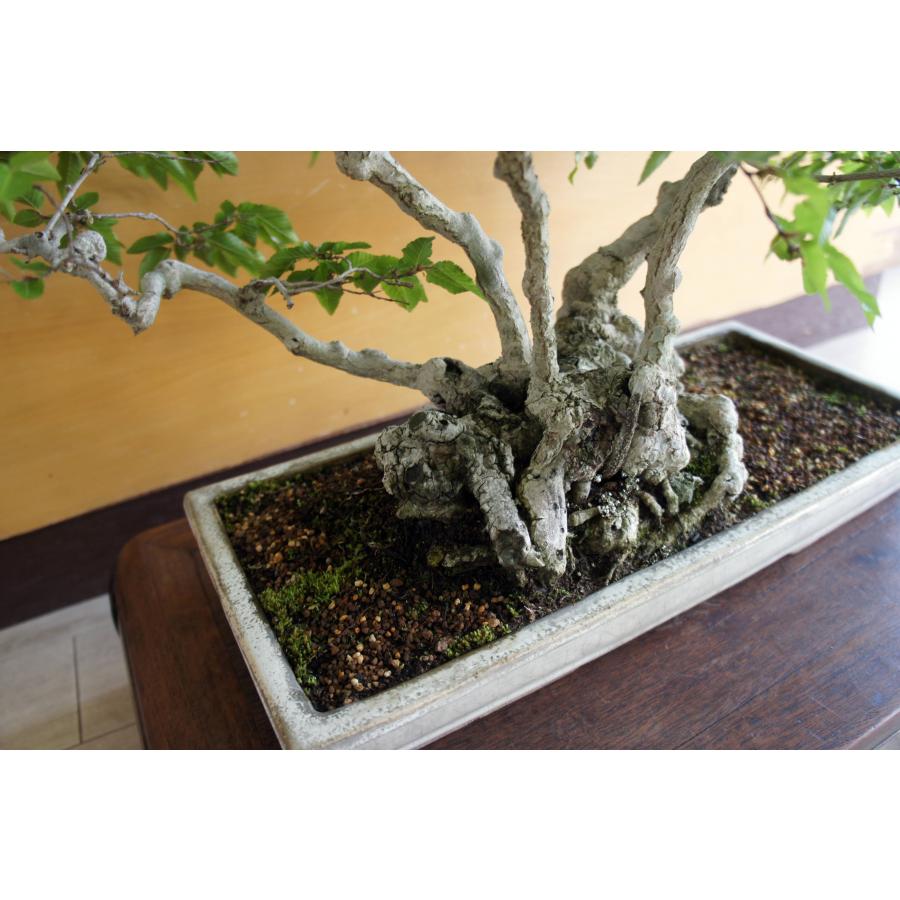 盆栽 『ブナ』 和風 インテリア 苔 紅葉 園芸 ガーデニング オブジェ 観葉植物 b120 : WOOD DROPS - 通販 - Yahoo!ショッピング