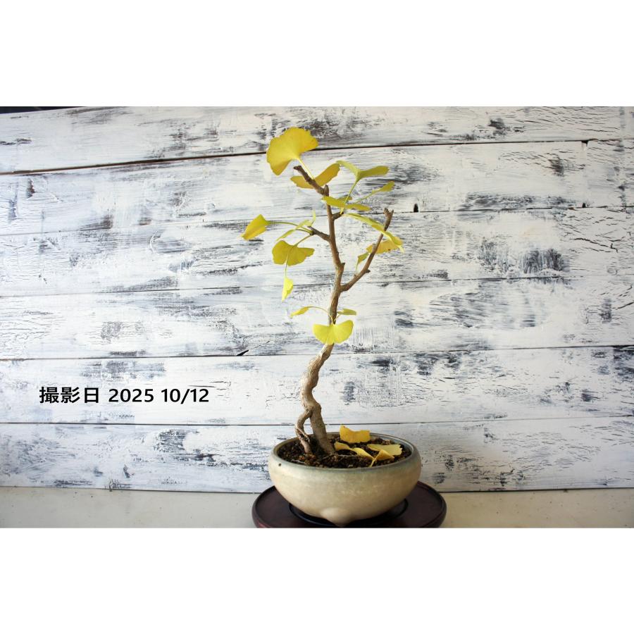 盆栽 『イチョウ』 銀杏 和風 インテリア 春 秋 園芸 ガーデニング オブジェ 観葉植物 b128 : WOOD DROPS - 通販 - Yahoo!ショッピング